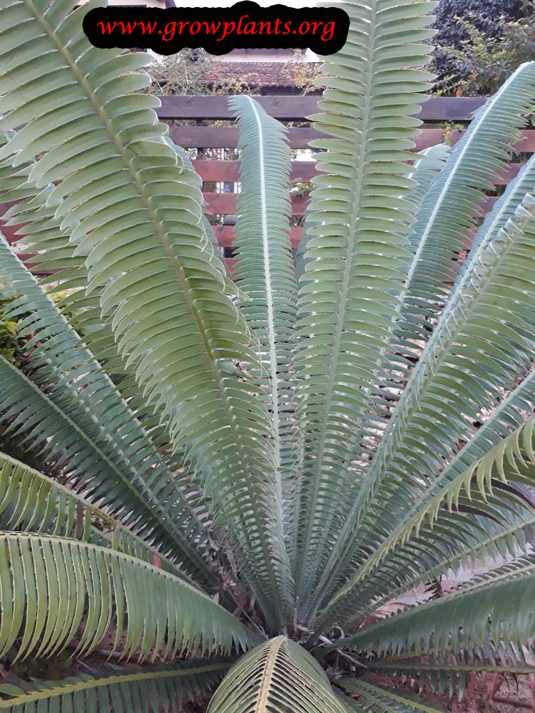 Cycas circinalis - How to grow & care