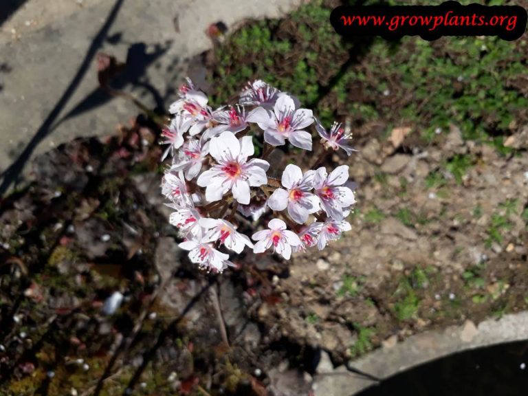 Darmera peltata - How to grow & care