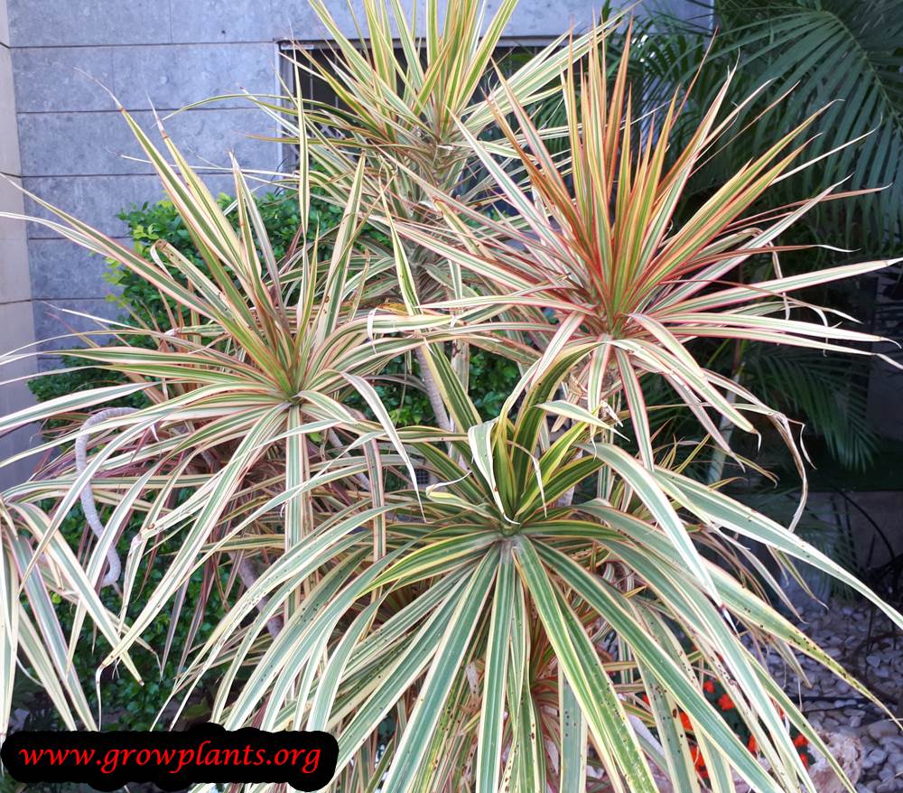 Dracaena marginata - How to grow & care
