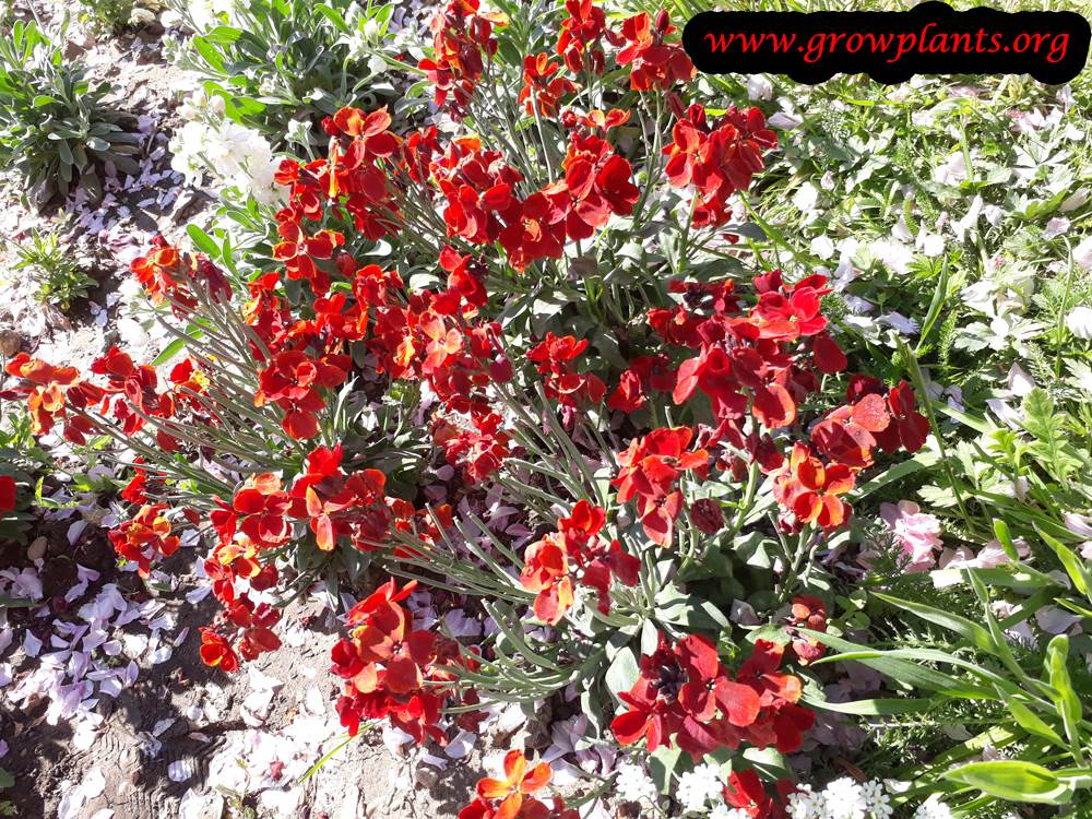 Erysimum cheiri - How to grow & care