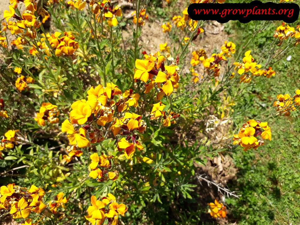 Erysimum cheiri - How to grow & care