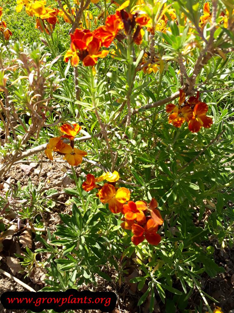Erysimum cheiri - How to grow & care