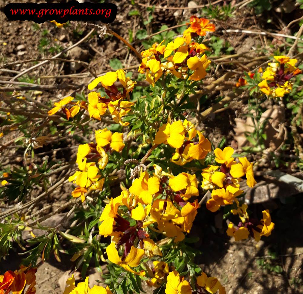 Erysimum cheiri - How to grow & care