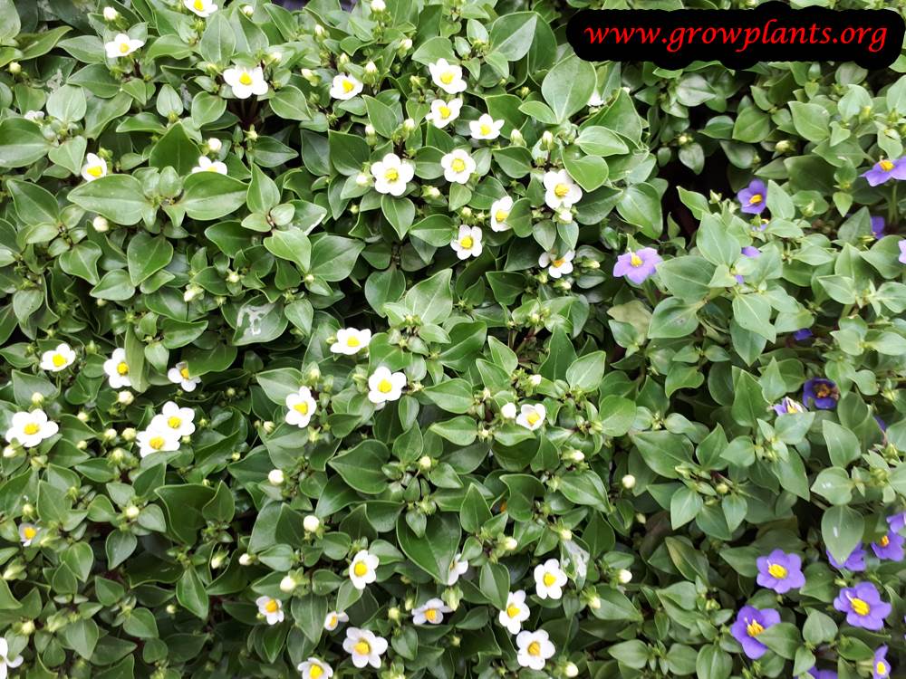 Exacum affine - How to grow & care