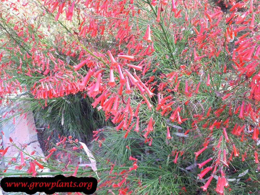Firecracker plant - How to grow & care Firecracker plant - How to grow & care