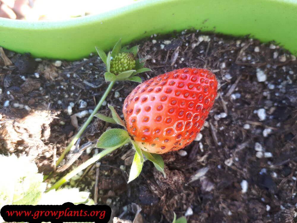 Fragaria chiloensis - How to grow & care