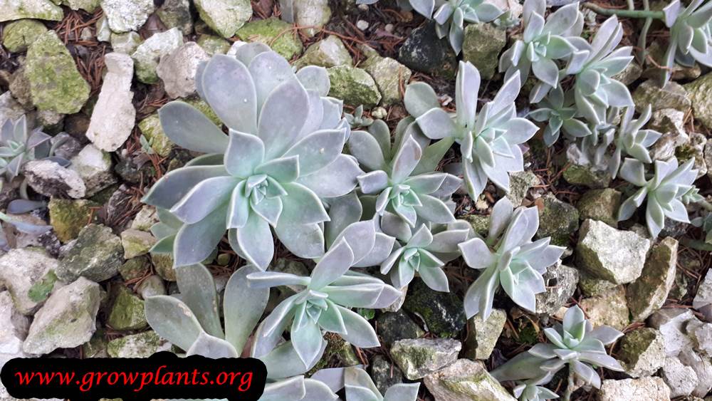 Graptopetalum paraguayense - How to grow & care