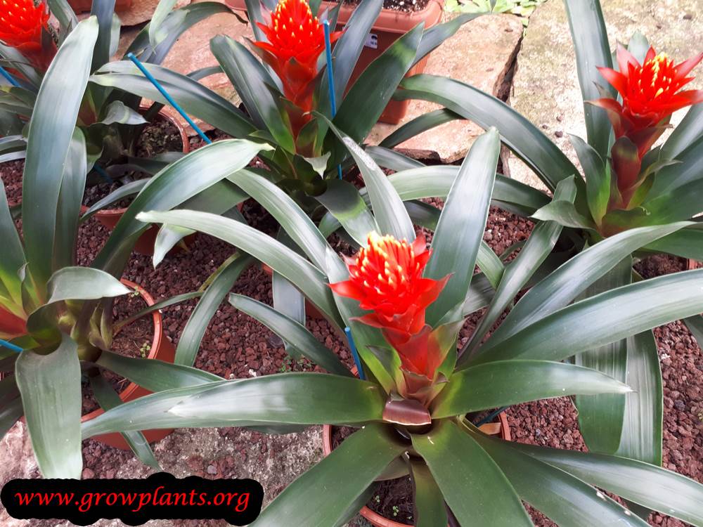 Guzmania torch - How to grow & care