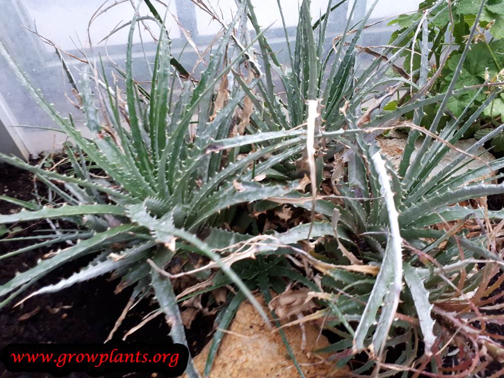 Hechtia - How to grow & care