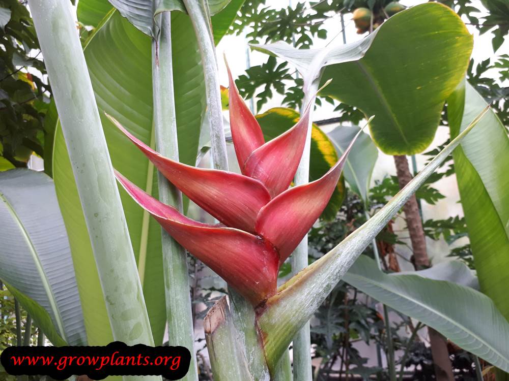Heliconia bihai - How to grow & care