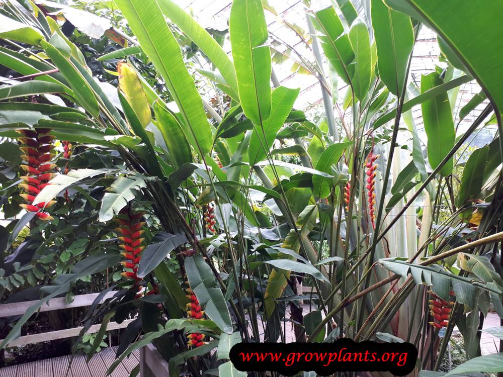 Heliconia rostrata - How to grow & care
