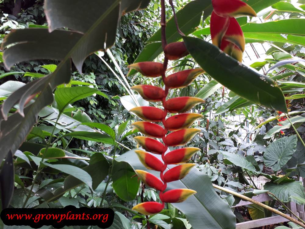 Heliconia rostrata - How to grow & care