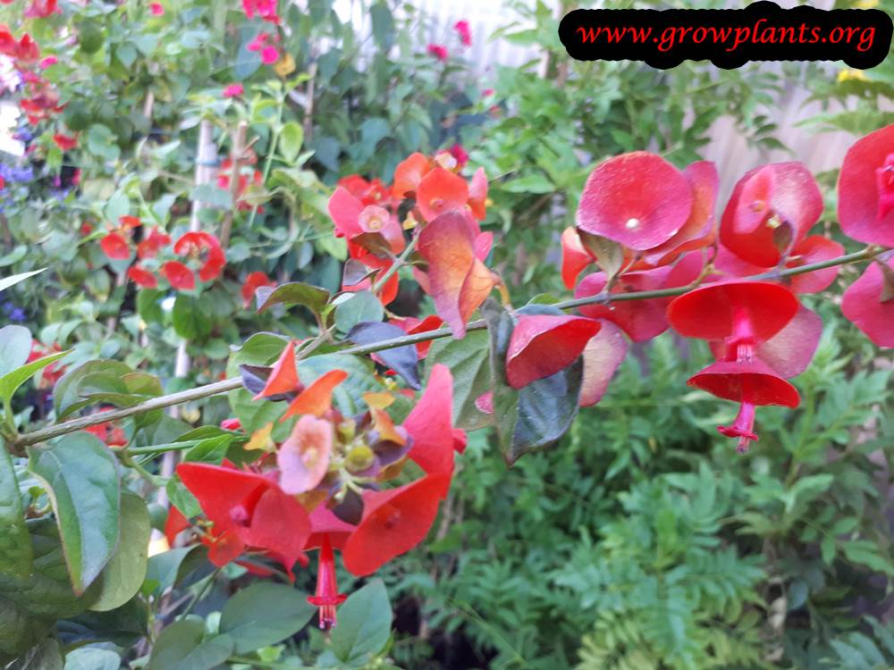 Holmskioldia sanguinea - How to grow & care