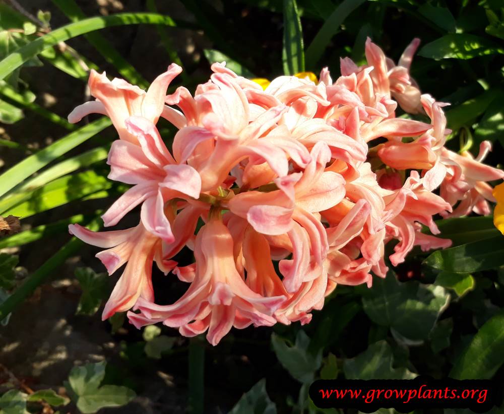 Hyacinth - How to grow & care