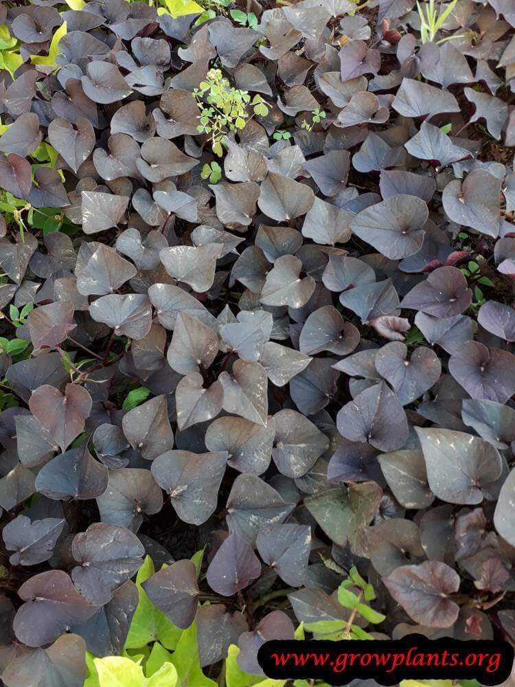 Ipomoea batatas Blackie - How to grow & care