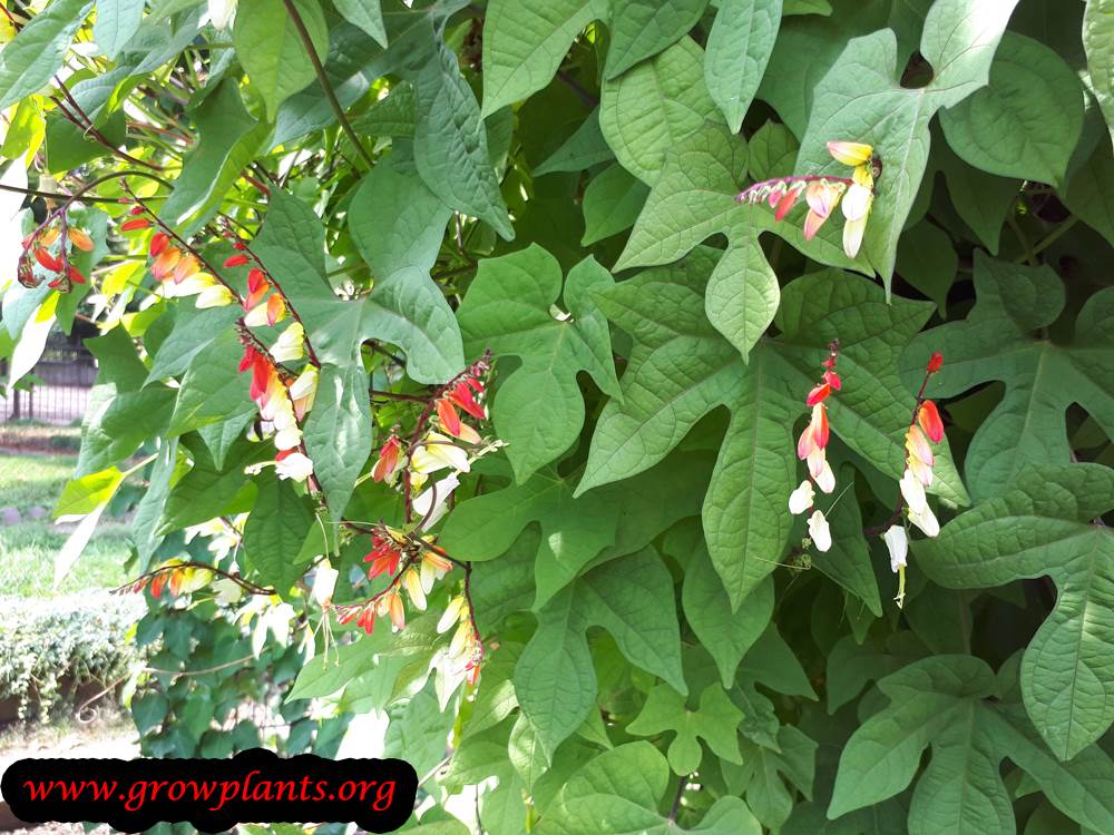 Ipomoea lobata - How to grow & care