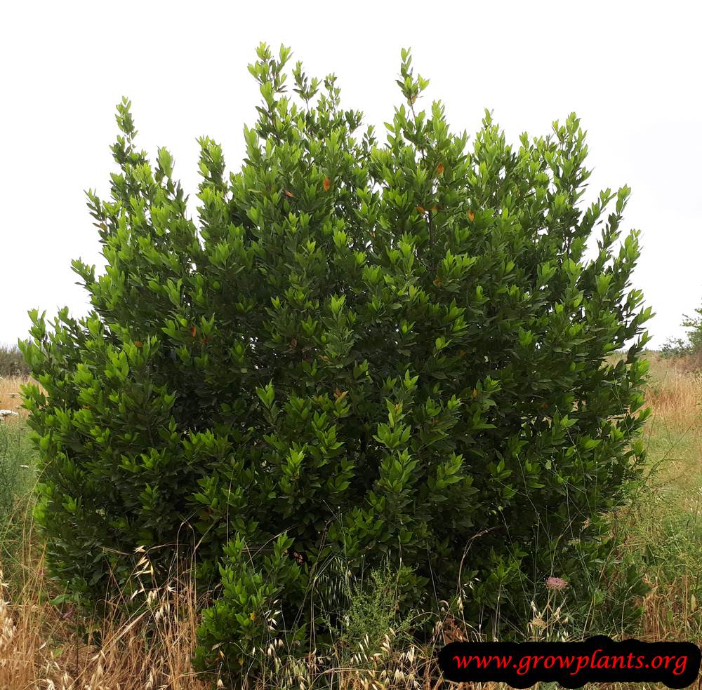 Laurus nobilis - How to grow & care