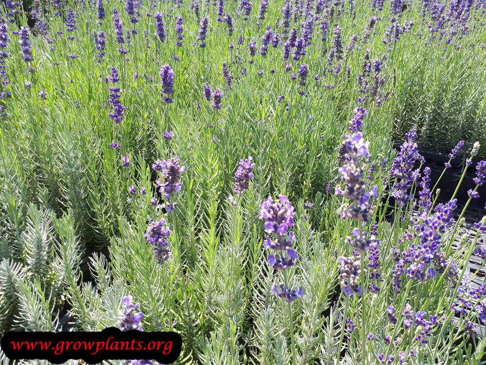 Lavandula angustifolia - How to grow & care