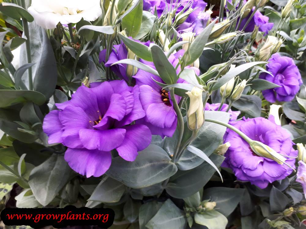 Lisianthus - How to grow & care