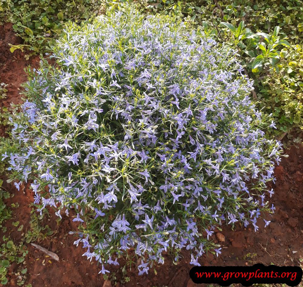 Lobelia erinus - How to grow & care