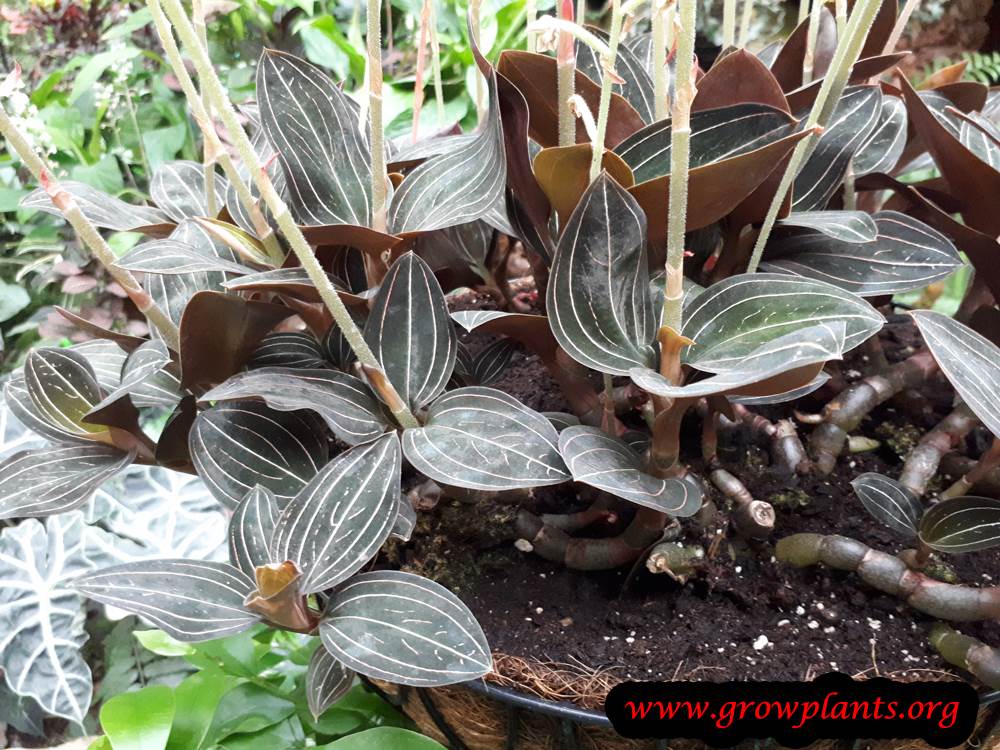 Ludisia discolor - How to grow & care