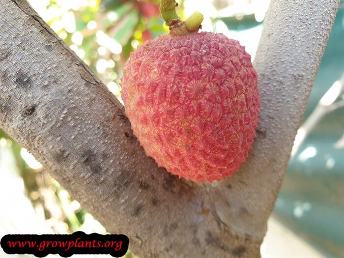 Lychee tree - How to grow & care