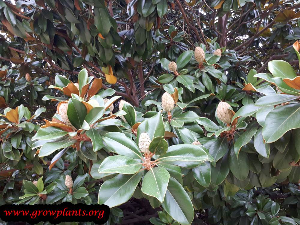 Magnolia grandiflora - How to grow & care