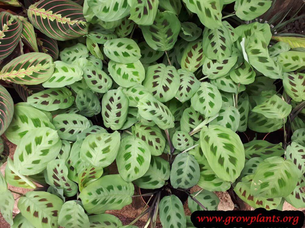 Maranta plant - How to grow & care
