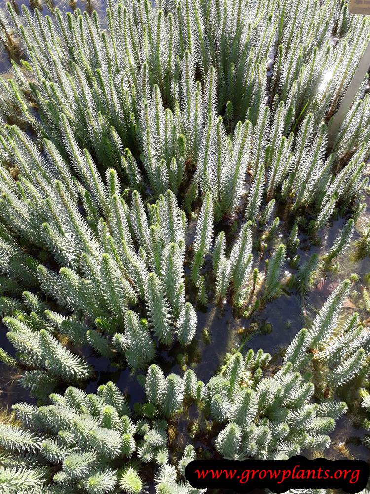 Mare's tail - How to grow & care