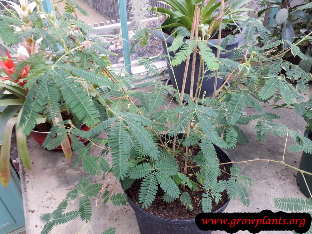 Mimosa pudica - How to grow & care