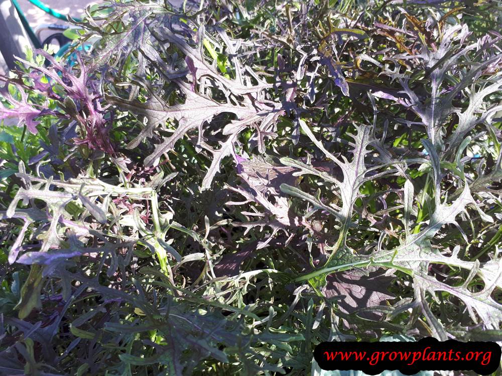 Mizuna - How to grow & care