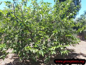 Morus macroura - How to grow & care