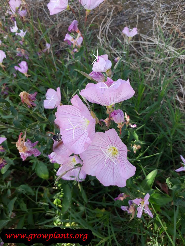 Oenothera speciosa - How to grow & care