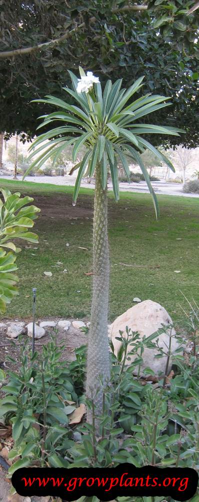 Pachypodium lamerei - How to grow & care