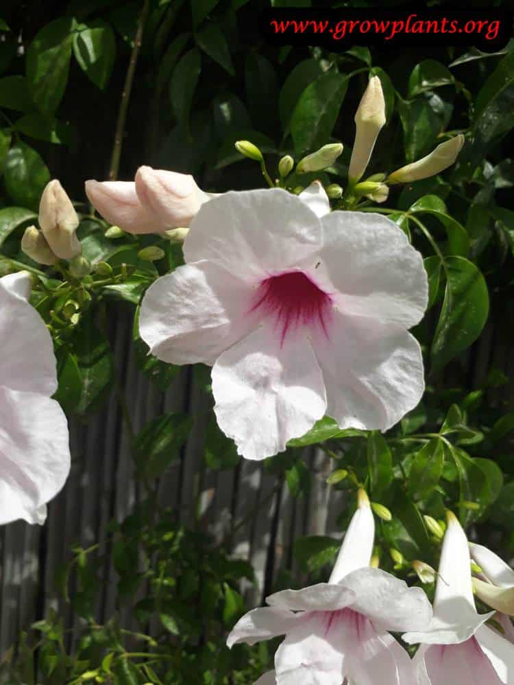 Pandorea jasminoides - How to grow & care