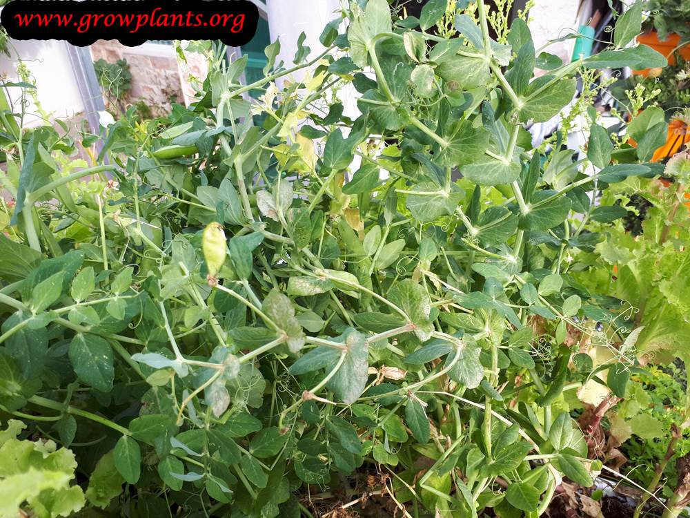 Pea plant - How to grow & care