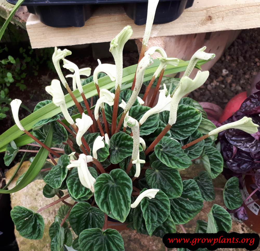 Peperomia caperata - How to grow & care