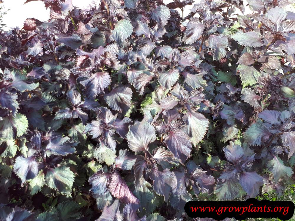 Perilla frutescens - How to grow & care