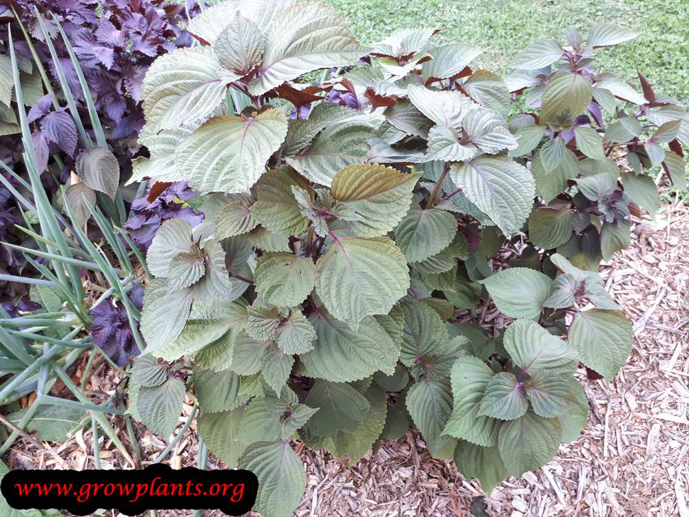 Perilla frutescens - How to grow & care