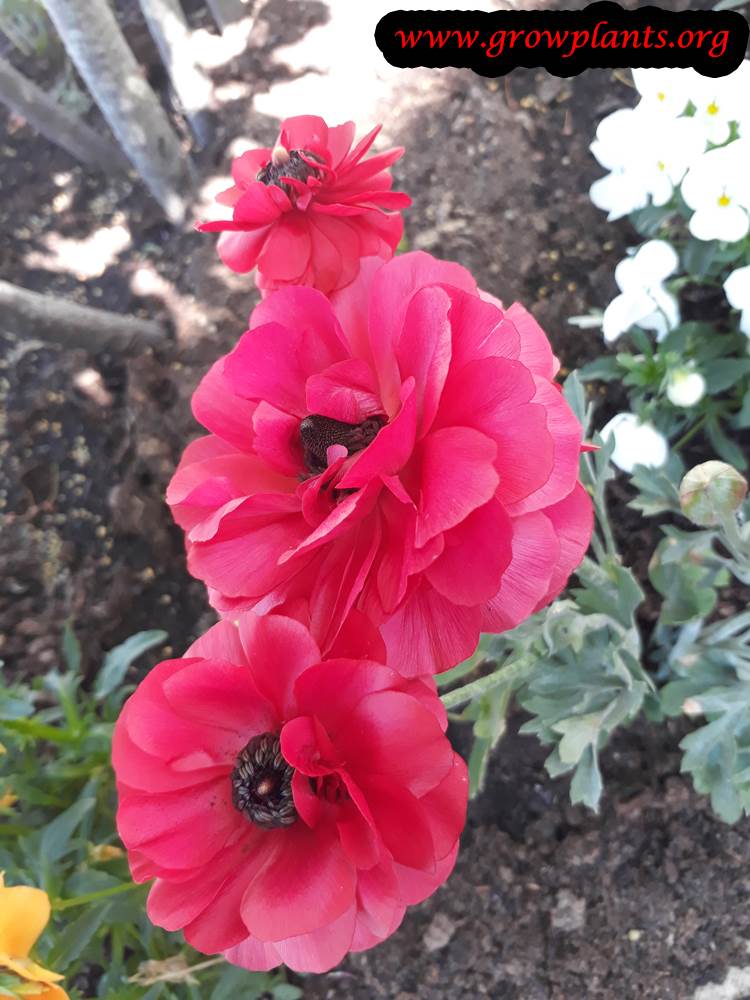 Persian buttercup - How to grow & care