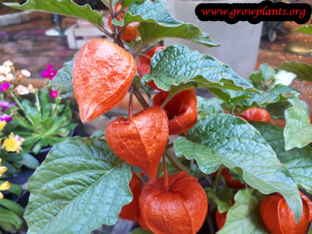 Physalis alkekengi - How to grow & care