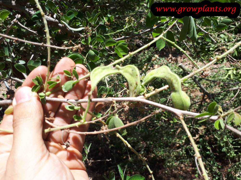 Pithecellobium dulce - How to grow & care