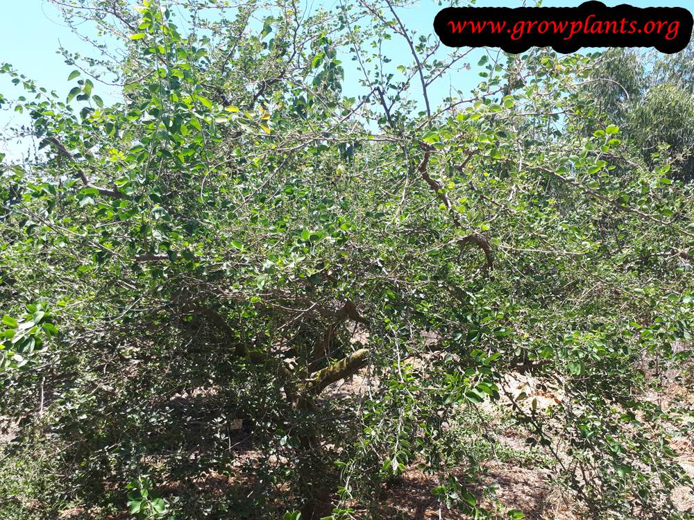 Pithecellobium dulce - How to grow & care