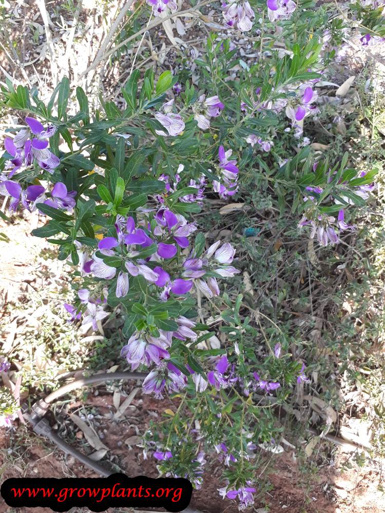 Polygala myrtifolia - How to grow & care