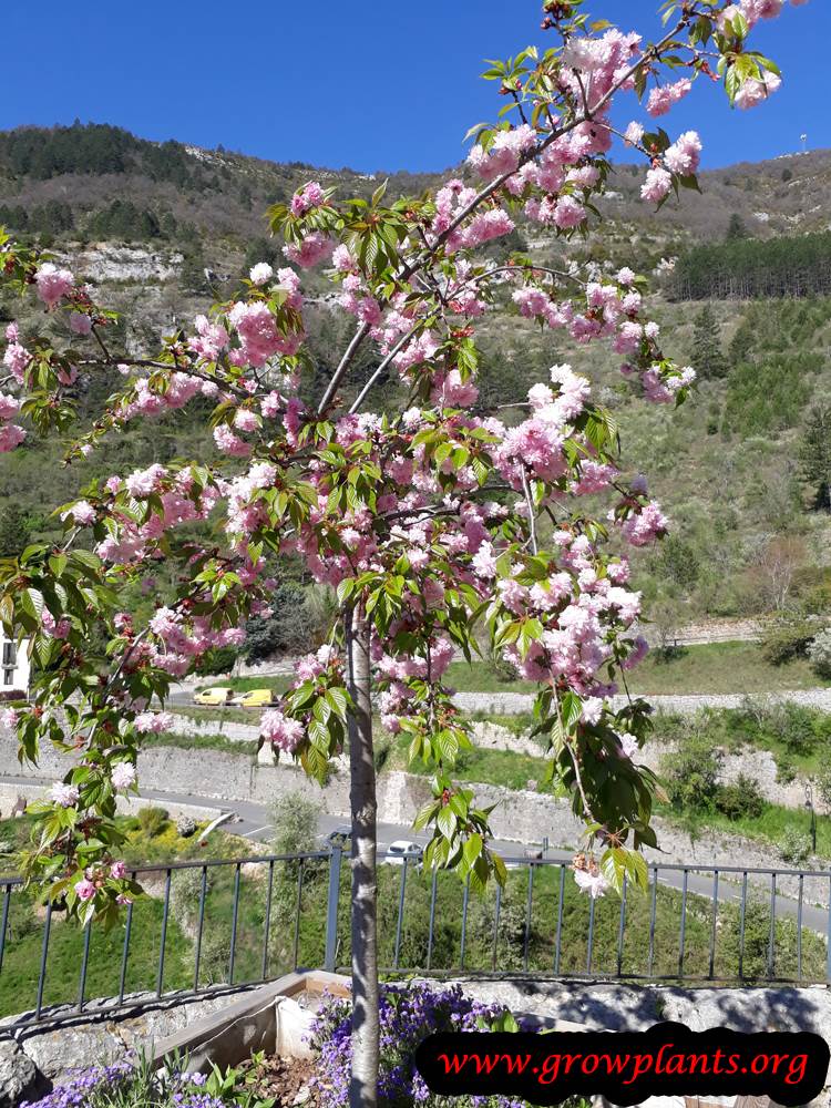 Prunus serrulata - How to grow & care