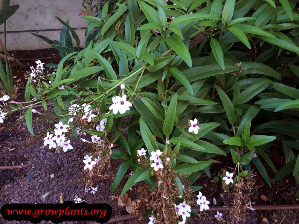 Pseuderanthemum - How to grow & care