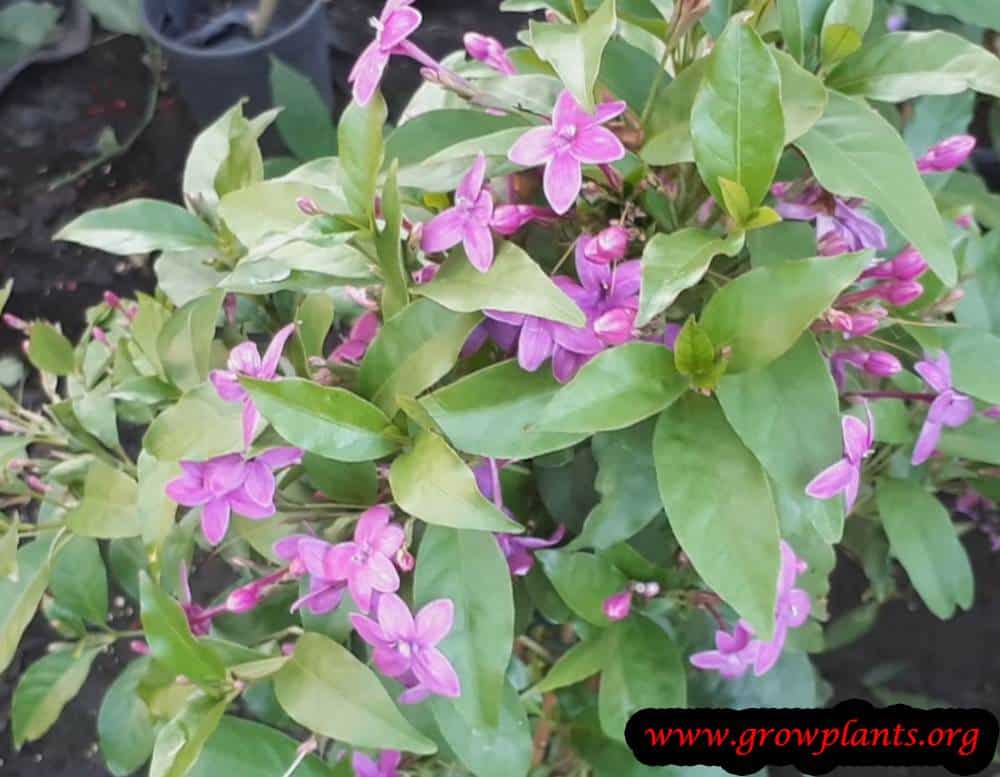 Pseuderanthemum - How to grow & care