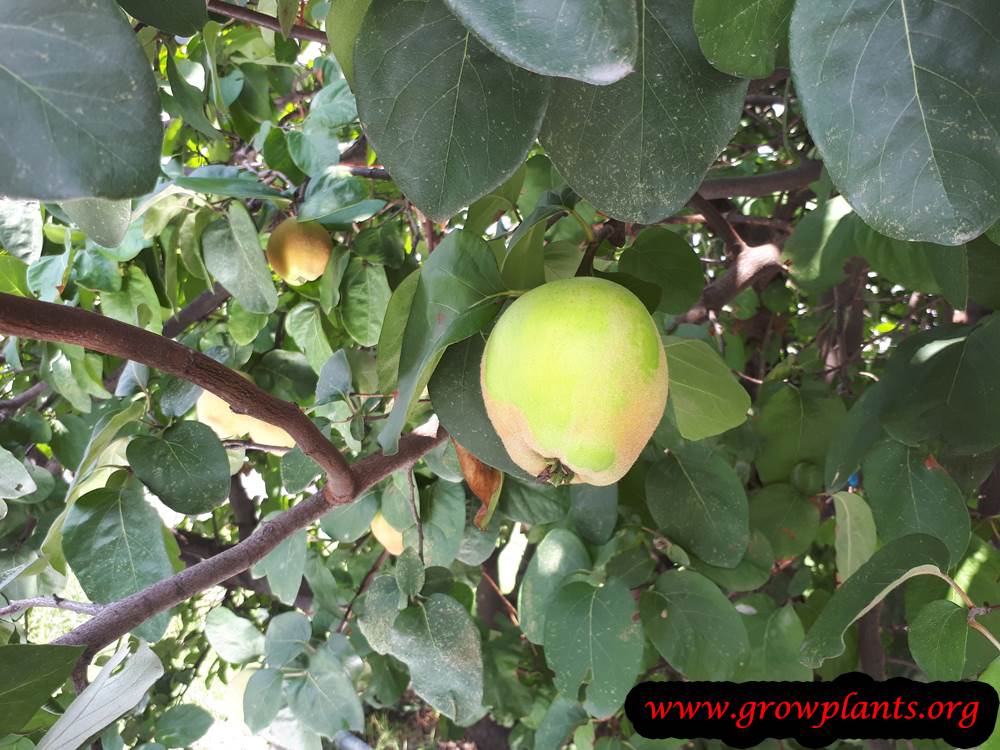 Quince tree - How to grow & care