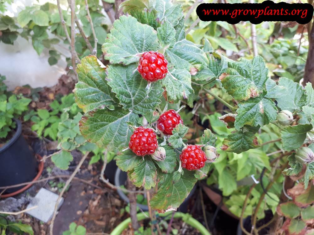 Rubus parvifolius - How to grow & care
