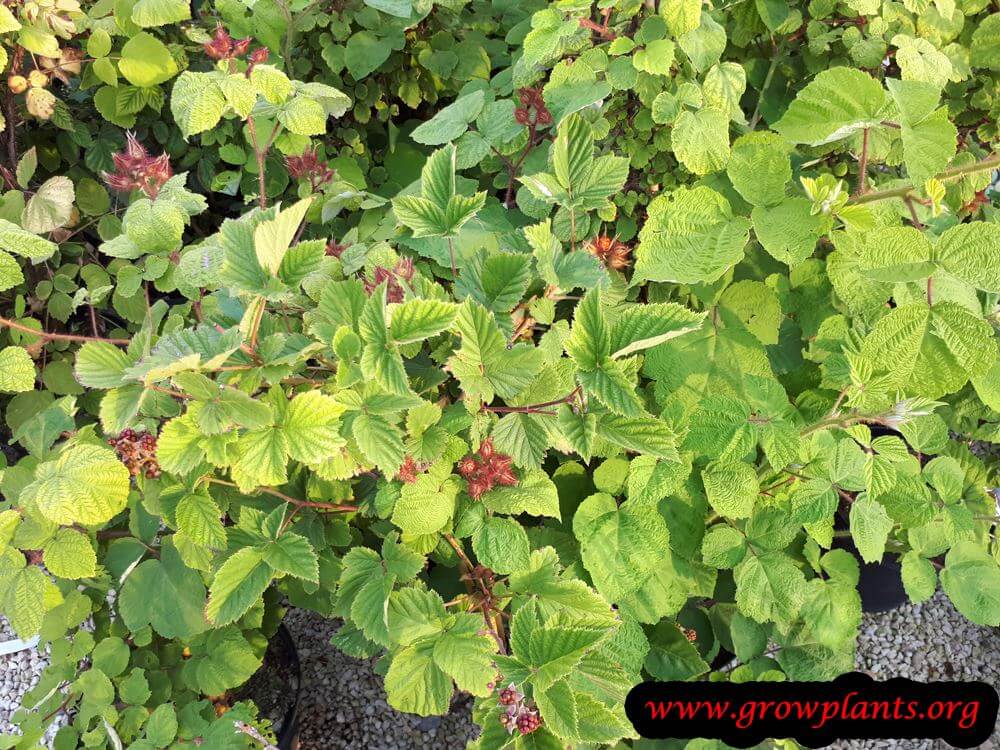 Rubus phoenicolasius - How to grow & care